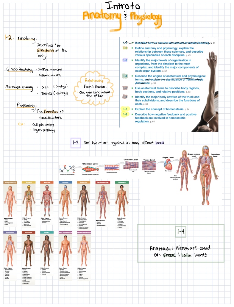 Intro To Anatomy Study Guide - Notability Gallery