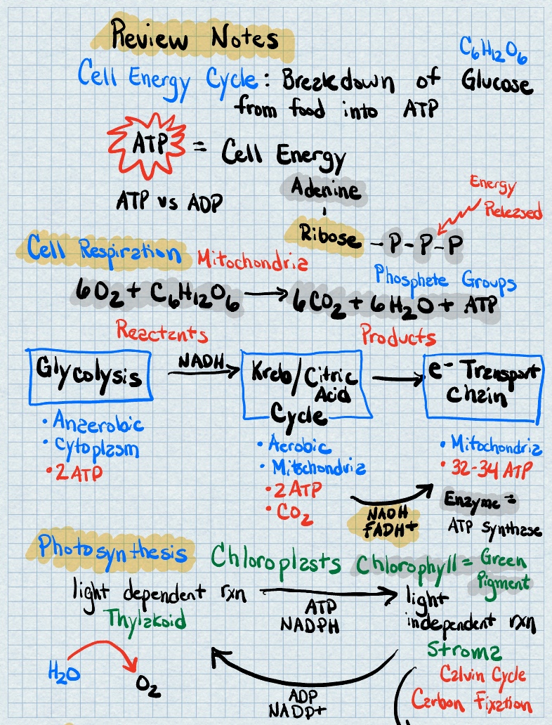 Peterson Science - Cell Energy Cycle Test Review - Notability Gallery