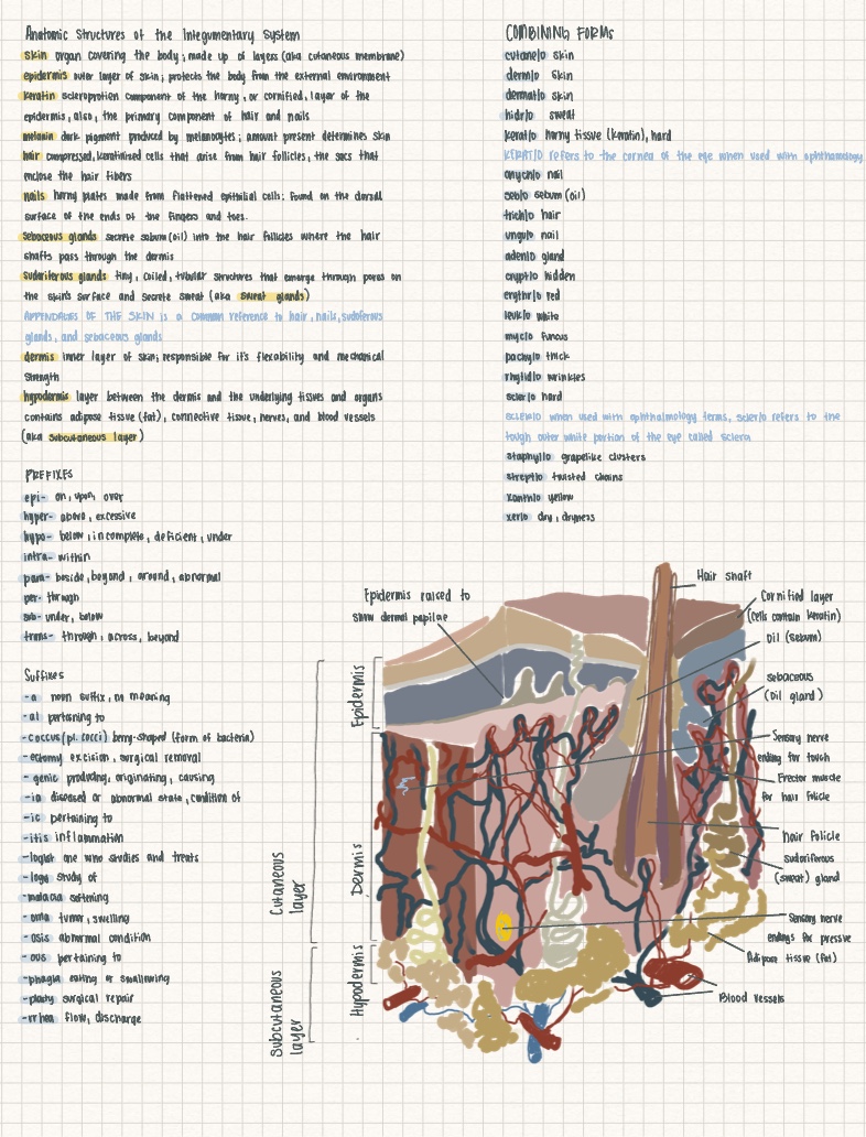 Chapter 4- Integumentary System - Notability Gallery