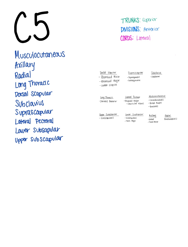 Root Nerve List Notability Gallery 4520
