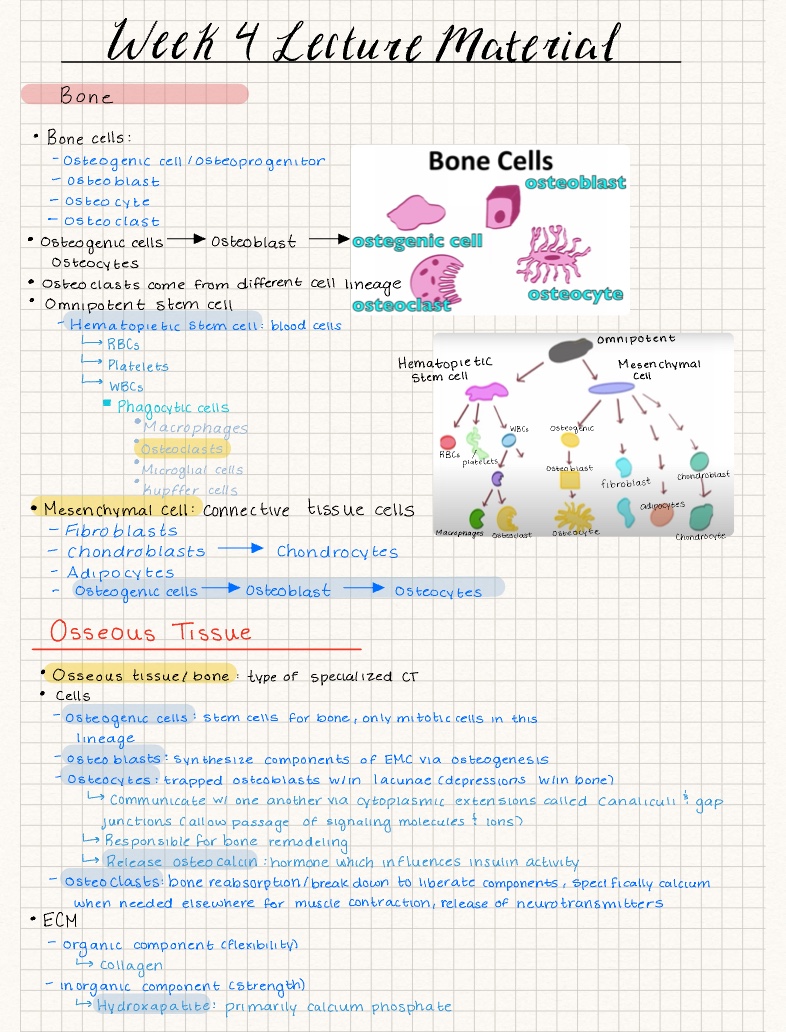 Bone, Skeleton, And Joints (wk 4) - Notability Gallery