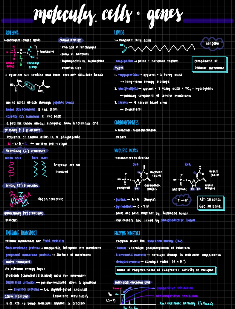 Molecules Cells And Genes Study Guide - Notability Gallery