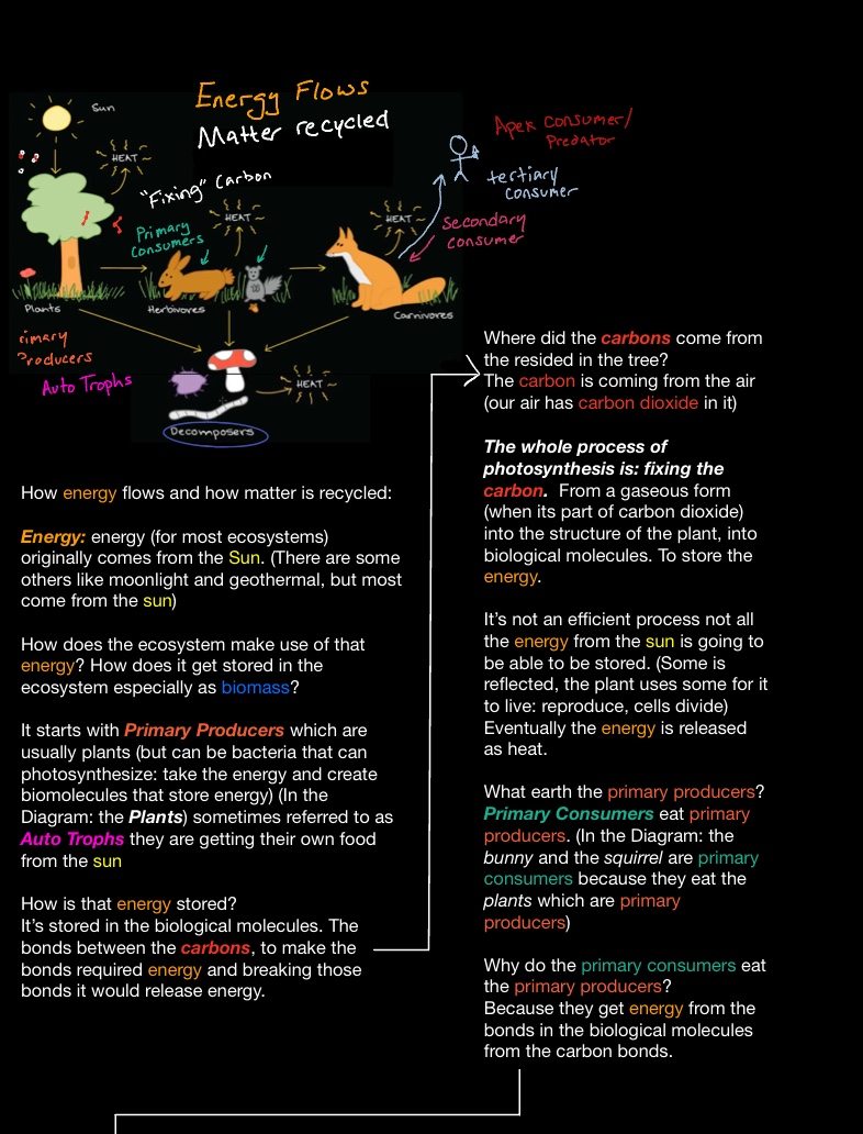 Flow Of Energy And Matter Though Ecosystems - Notability Gallery